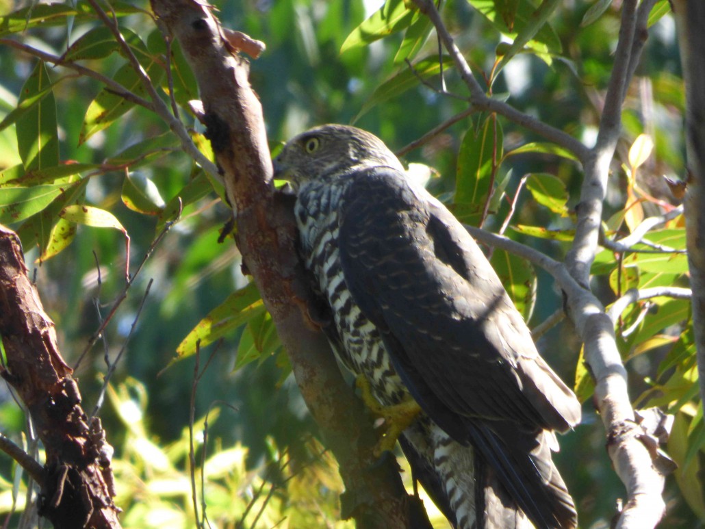 Brown Goshawk - Tilligerry Habitat Reserve