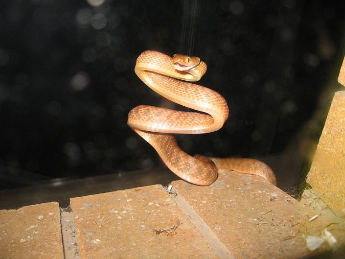 Brown tree snake - Tilligerry Habitat Reserve